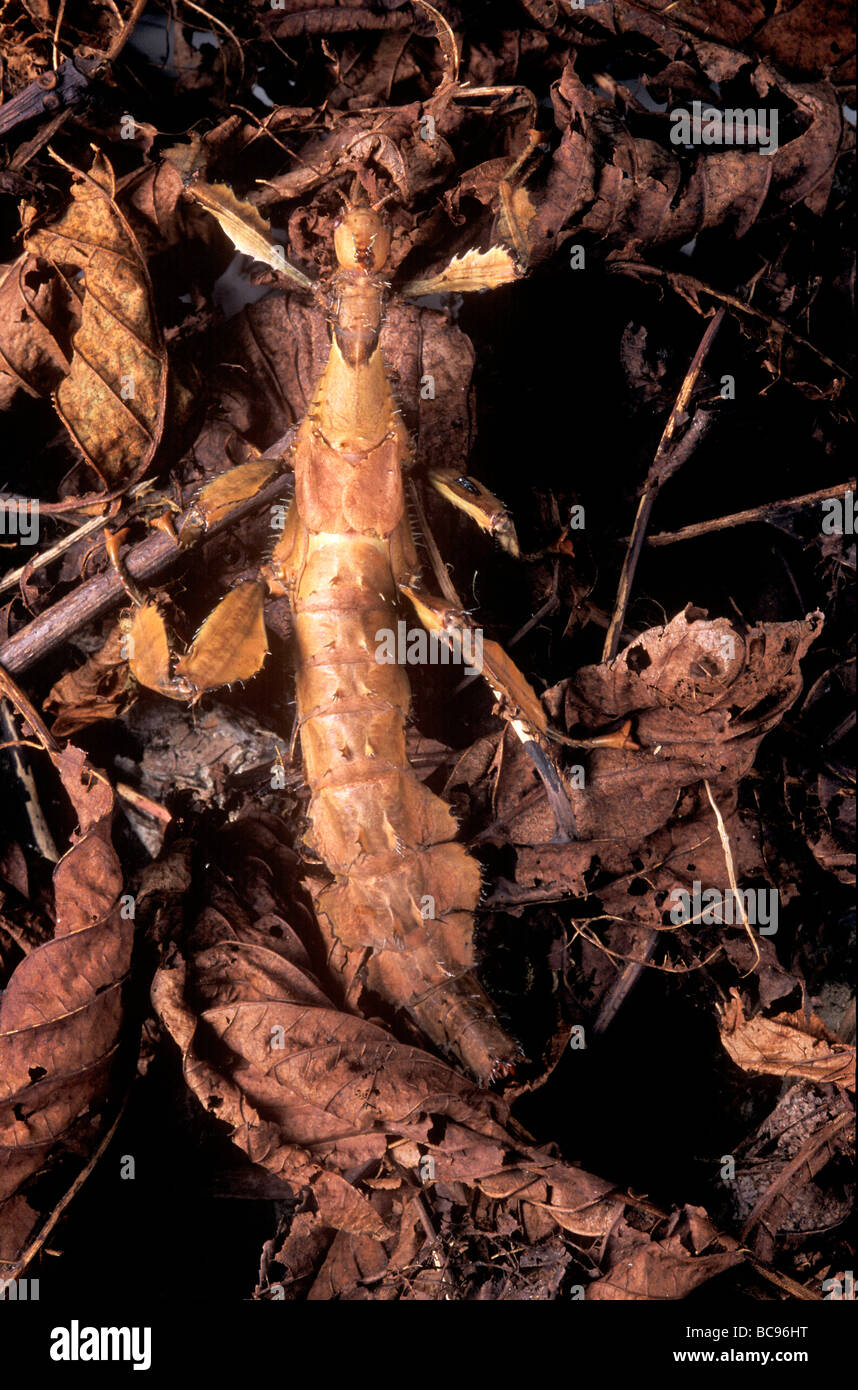 Leafinsects hi-res stock photography and images - Alamy