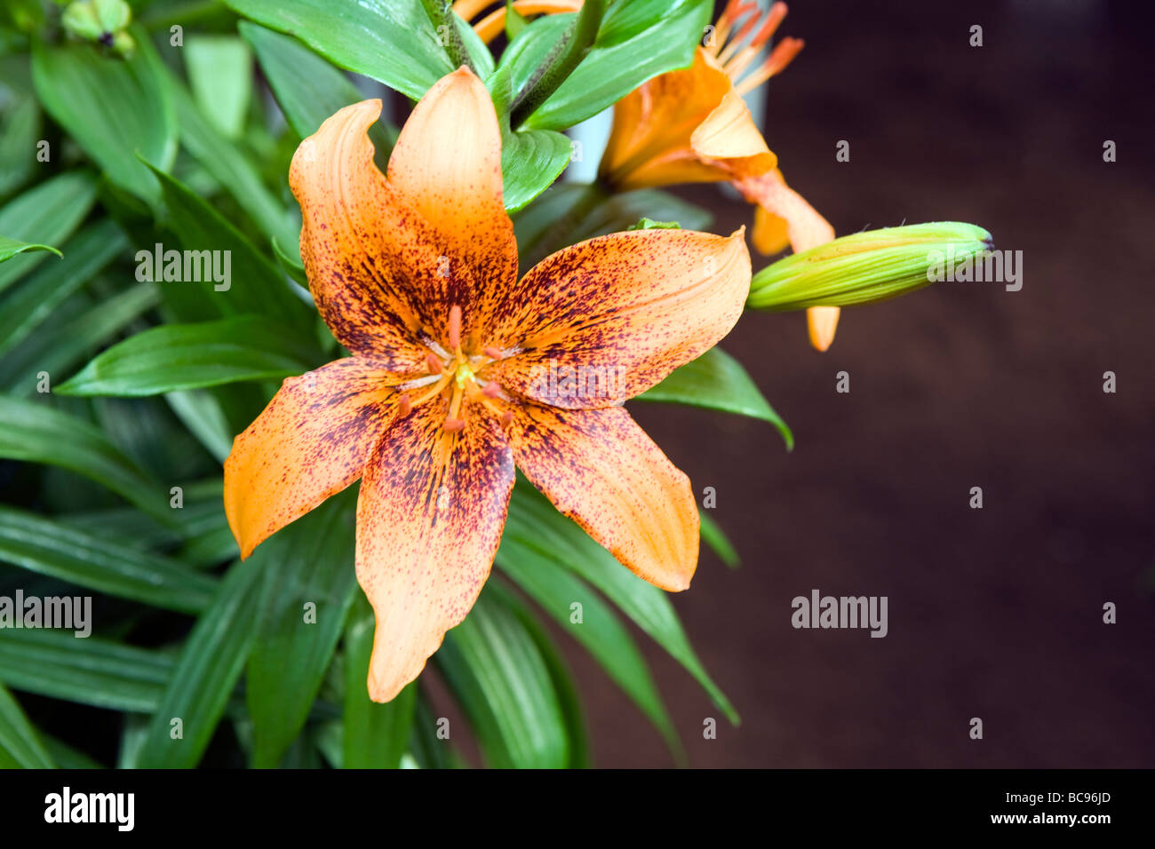 Colorful Lily flowers Stock Photo - Alamy
