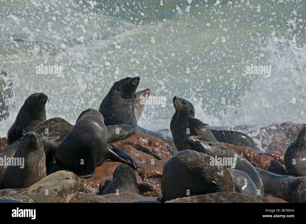 Smelly seals hi-res stock photography and images - Alamy