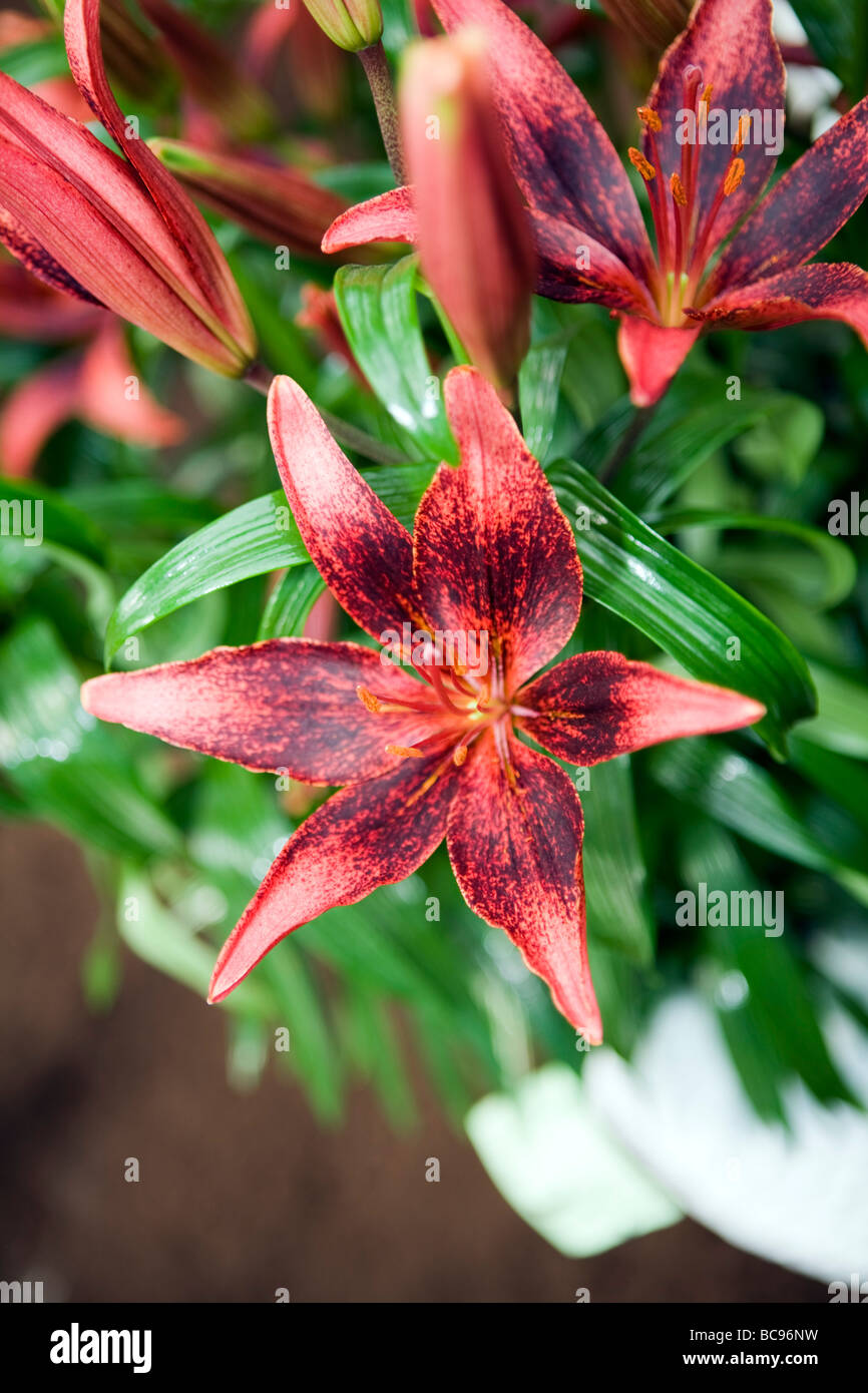 Colorful Lily flowers Stock Photo - Alamy