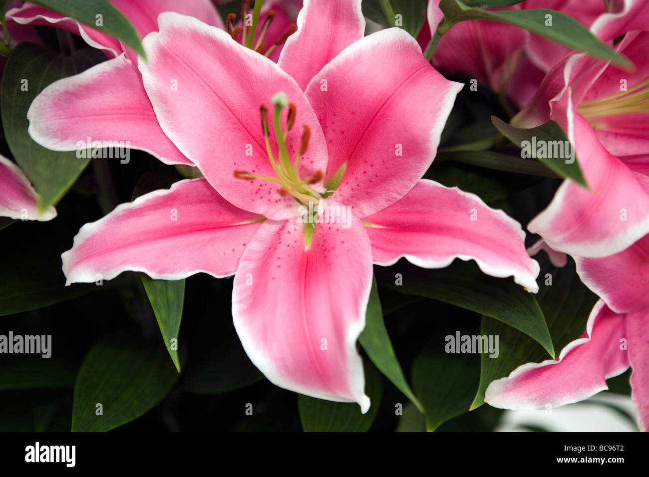 Colorful Lily flowers Stock Photo - Alamy