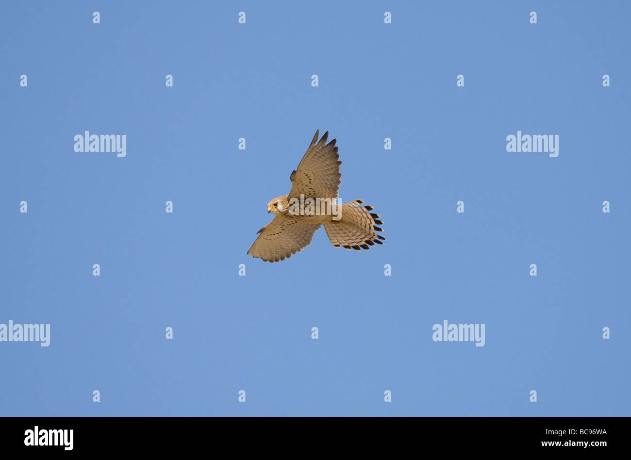 Female Lesser Kestrel Falco naumanni in flight in extremadura spain ...