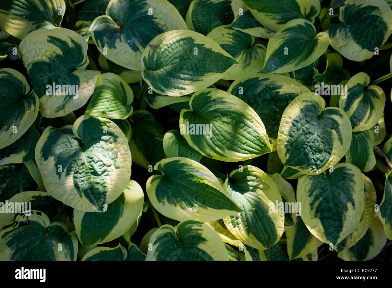 Hosta Golden Tiara Stock Photo - Alamy