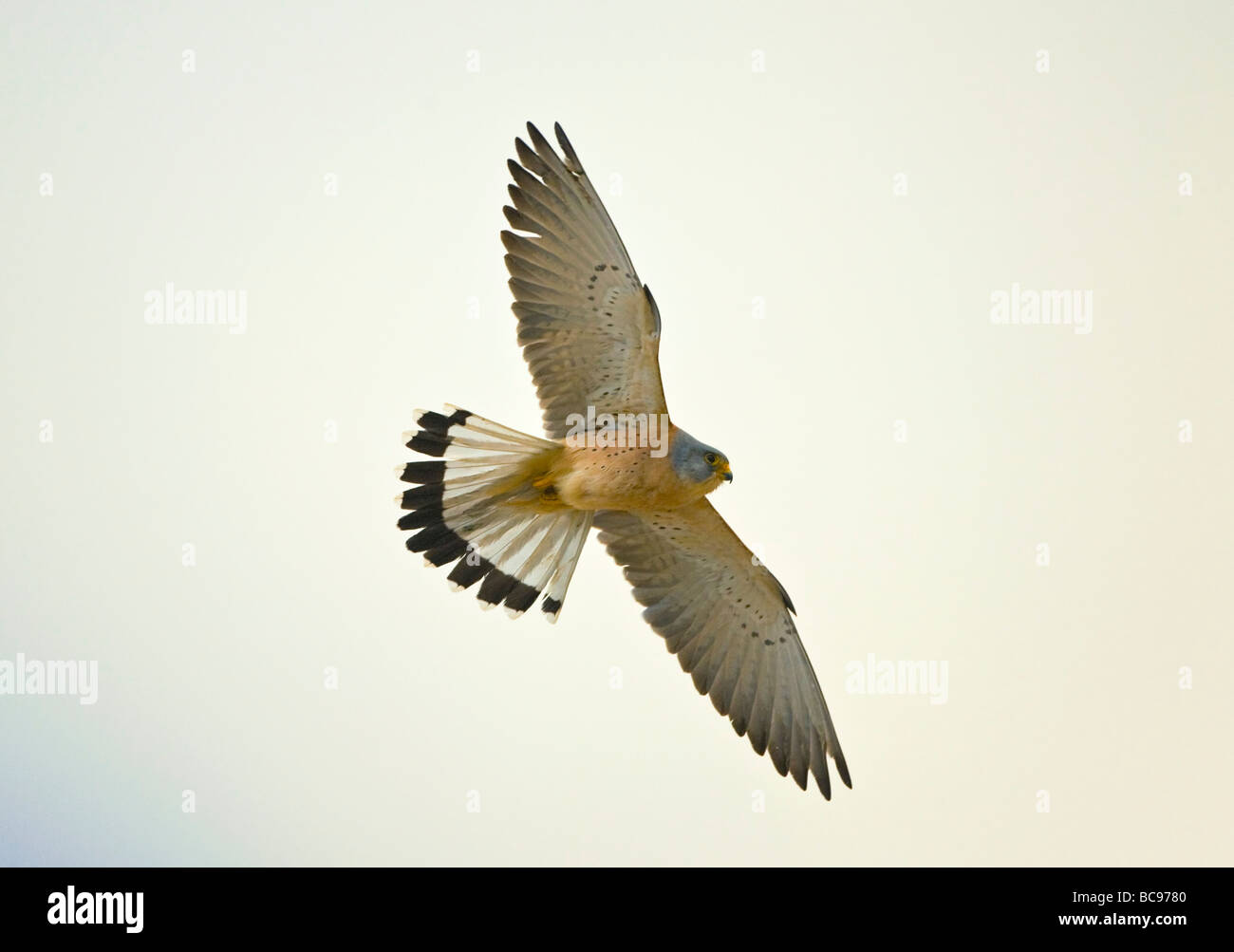 Male Lesser Kestrel Falco naumanni in flight in extremadura spain Stock ...