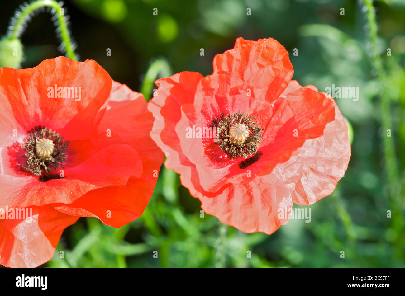 Wild poppies in countryside hi-res stock photography and images - Alamy