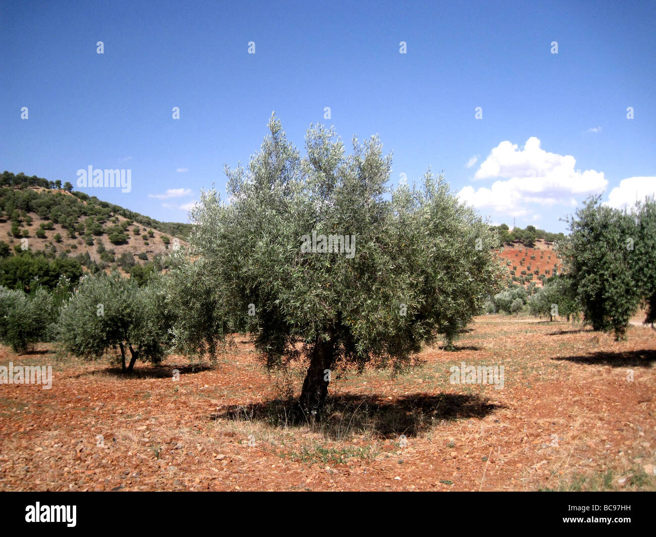Orchard in spain hi-res stock photography and images - Alamy
