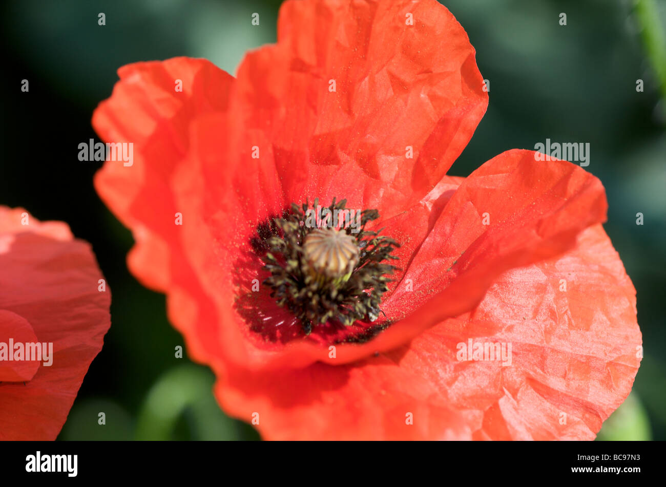 Close up photograph of a red poppy growing wild in the english ...