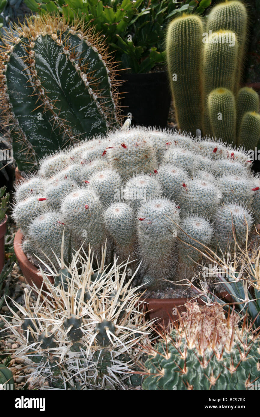 Cacti collection hi-res stock photography and images - Alamy