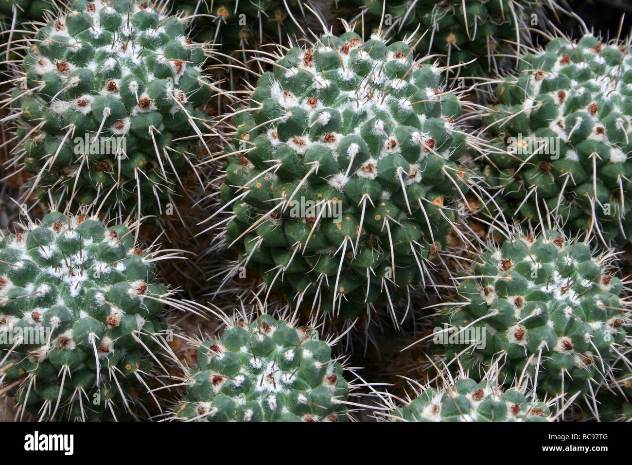 Uk close up cactus hi-res stock photography and images - Alamy