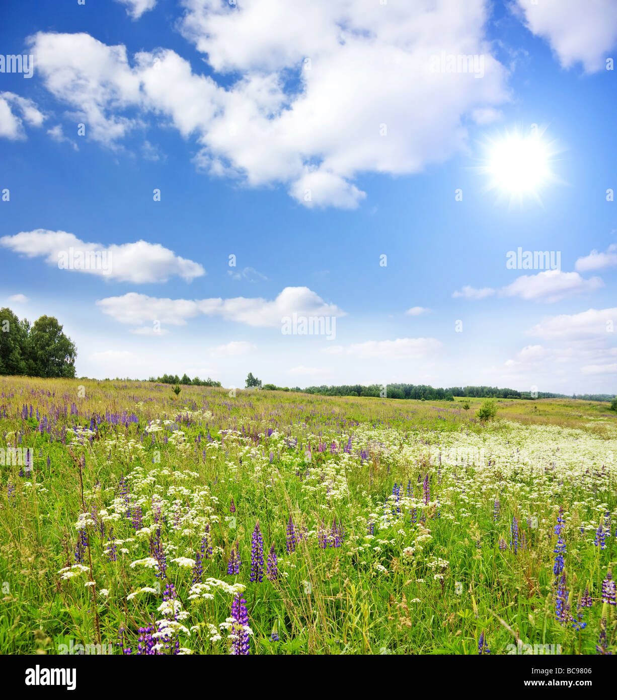 field of flowers summer landscape Stock Photo - Alamy