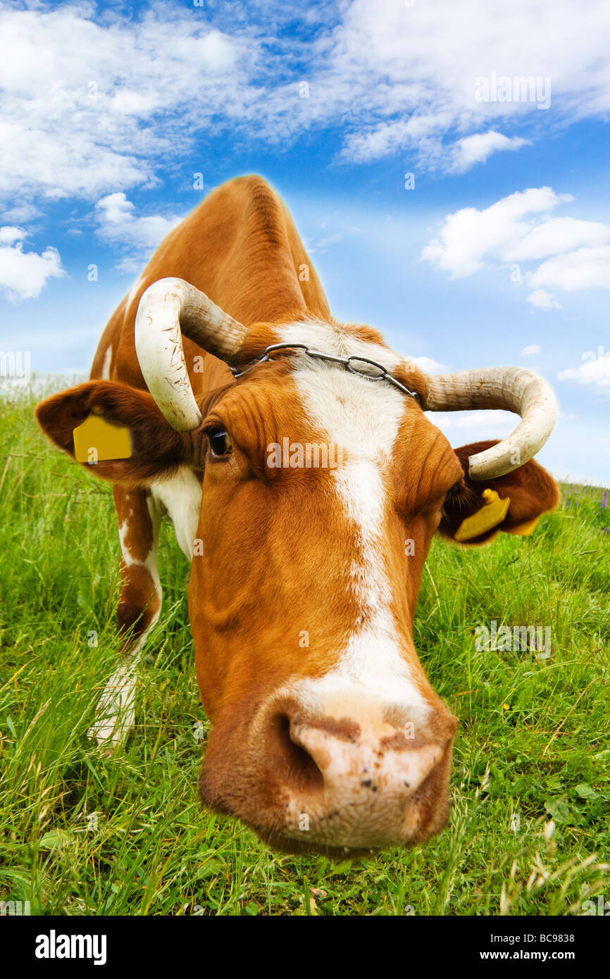 Brown cow eats grass hi-res stock photography and images - Alamy