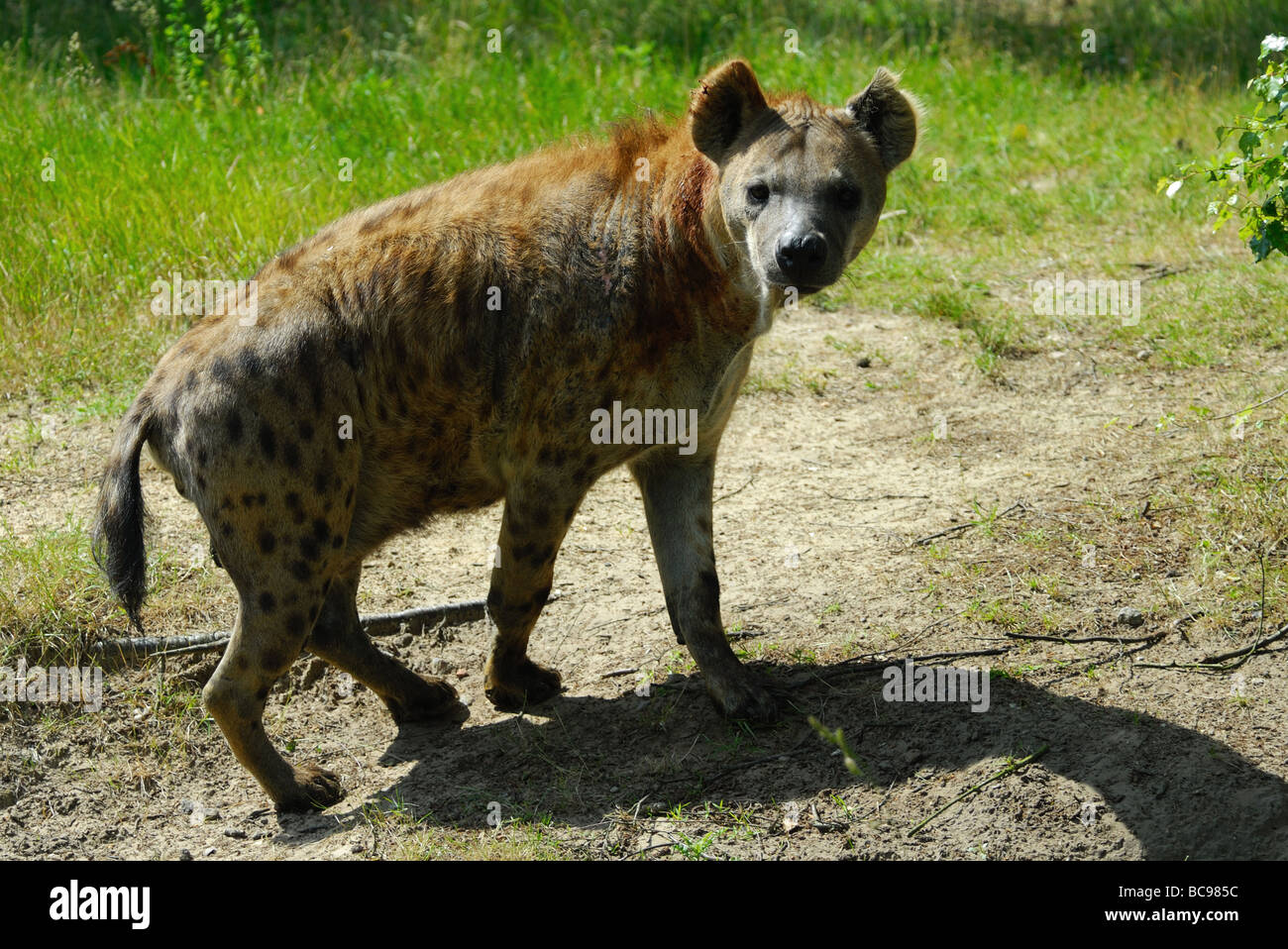 Close up of a spotted hyena Stock Photo - Alamy