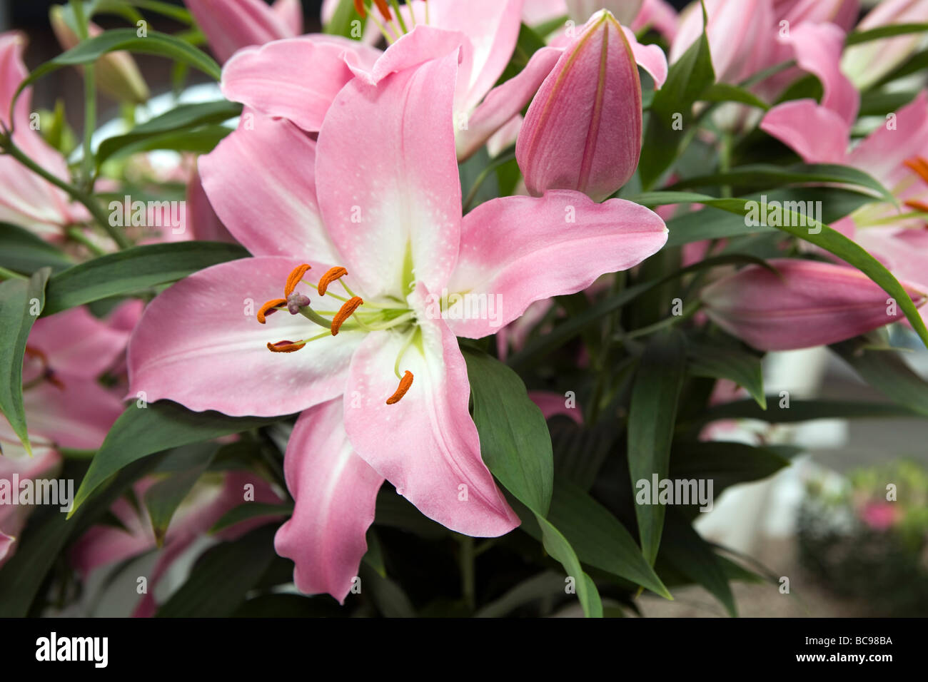 Colorful Lily flowers Stock Photo - Alamy