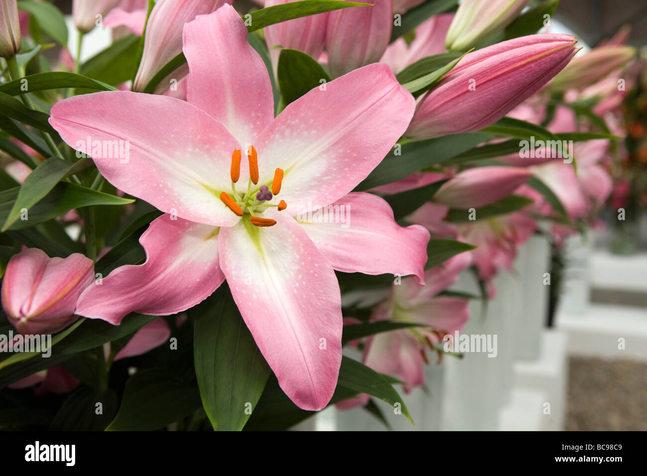 Colorful Lily flowers Stock Photo - Alamy