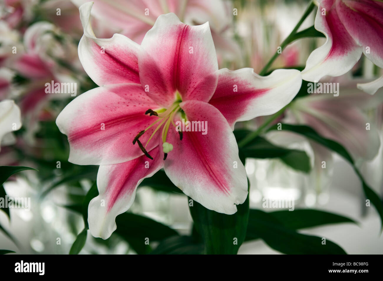 Colorful Lily flowers Stock Photo - Alamy