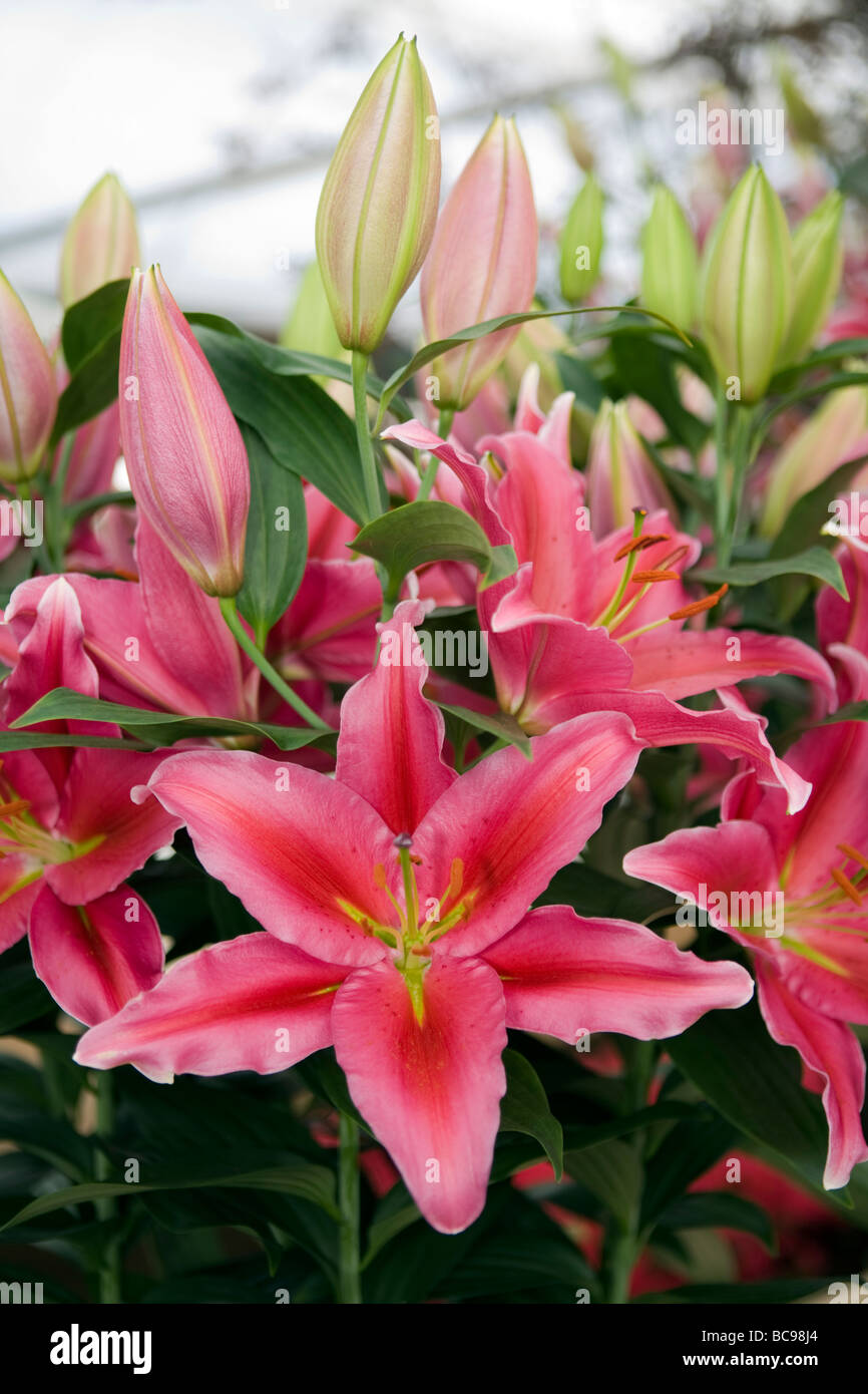 Colorful Lily flowers Stock Photo - Alamy