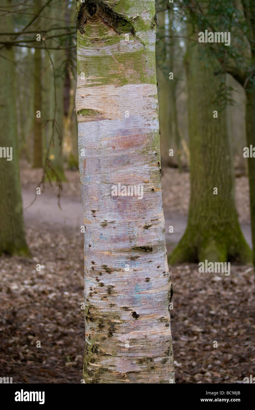 Pale tree trunk in parkland Stock Photo - Alamy