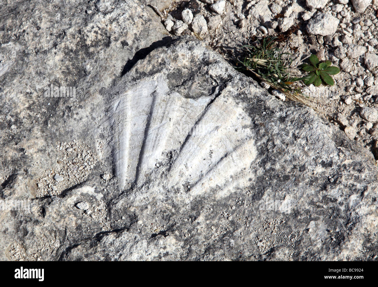 Fossil france hi-res stock photography and images - Alamy