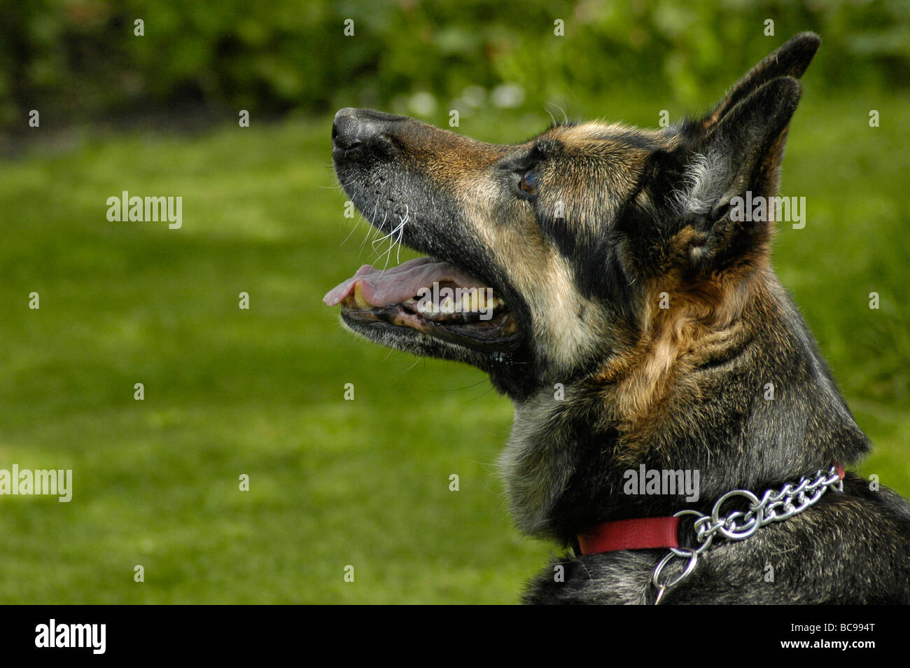 German Shepherd dog looking up Stock Photo - Alamy