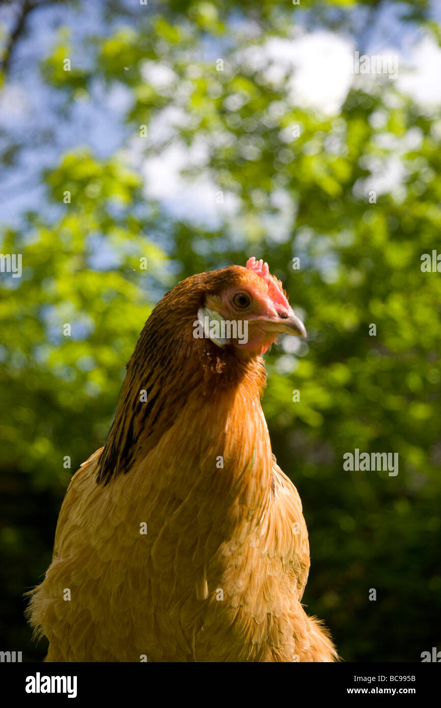road island red Stock Photo - Alamy