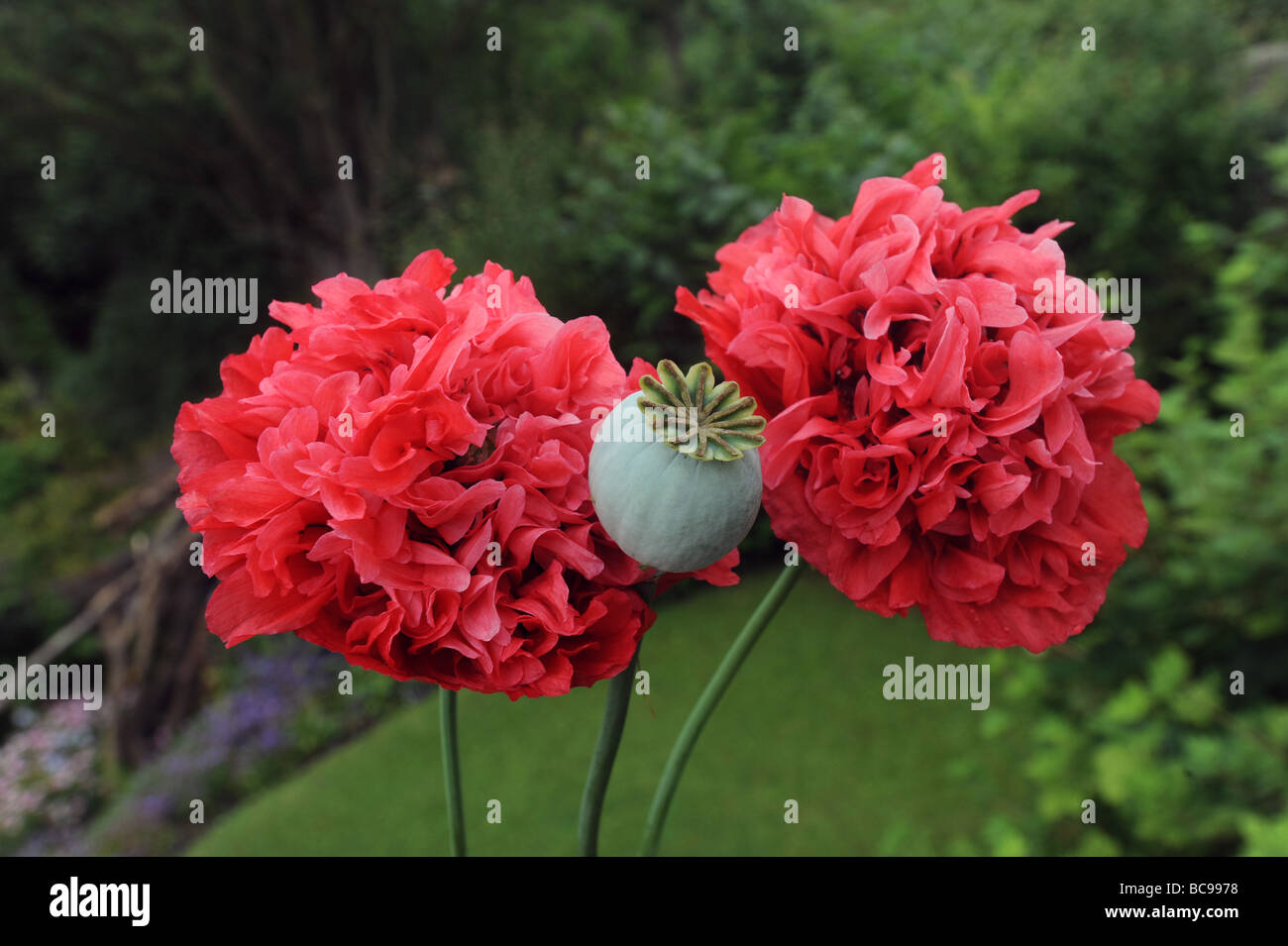 Poppy Flower Seed Head High Resolution Stock Photography and Images - Alamy