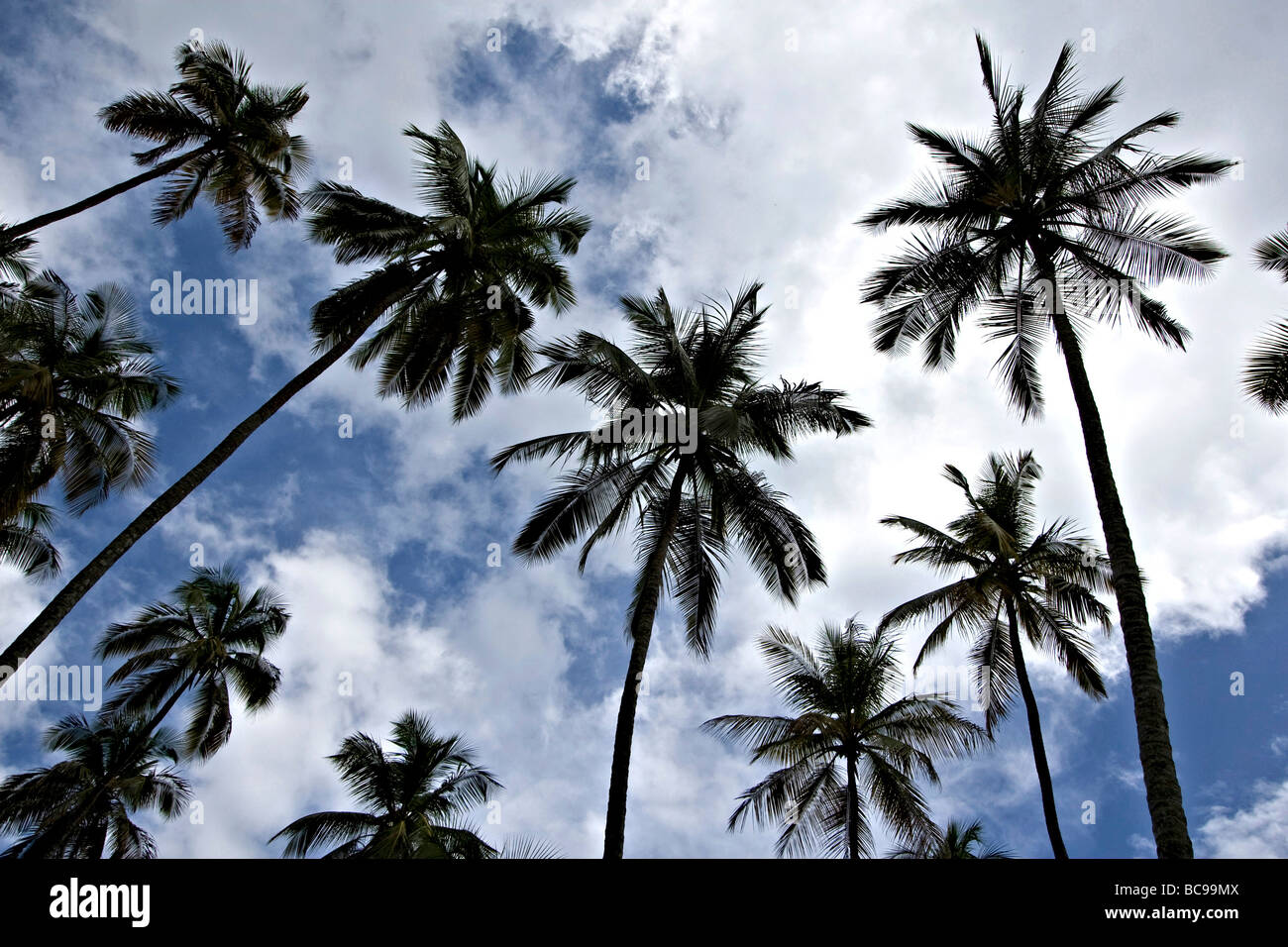 Exploded view tree hi-res stock photography and images - Alamy