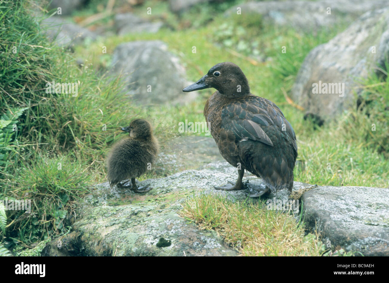 Auckland island flightless duck hi-res stock photography and images - Alamy