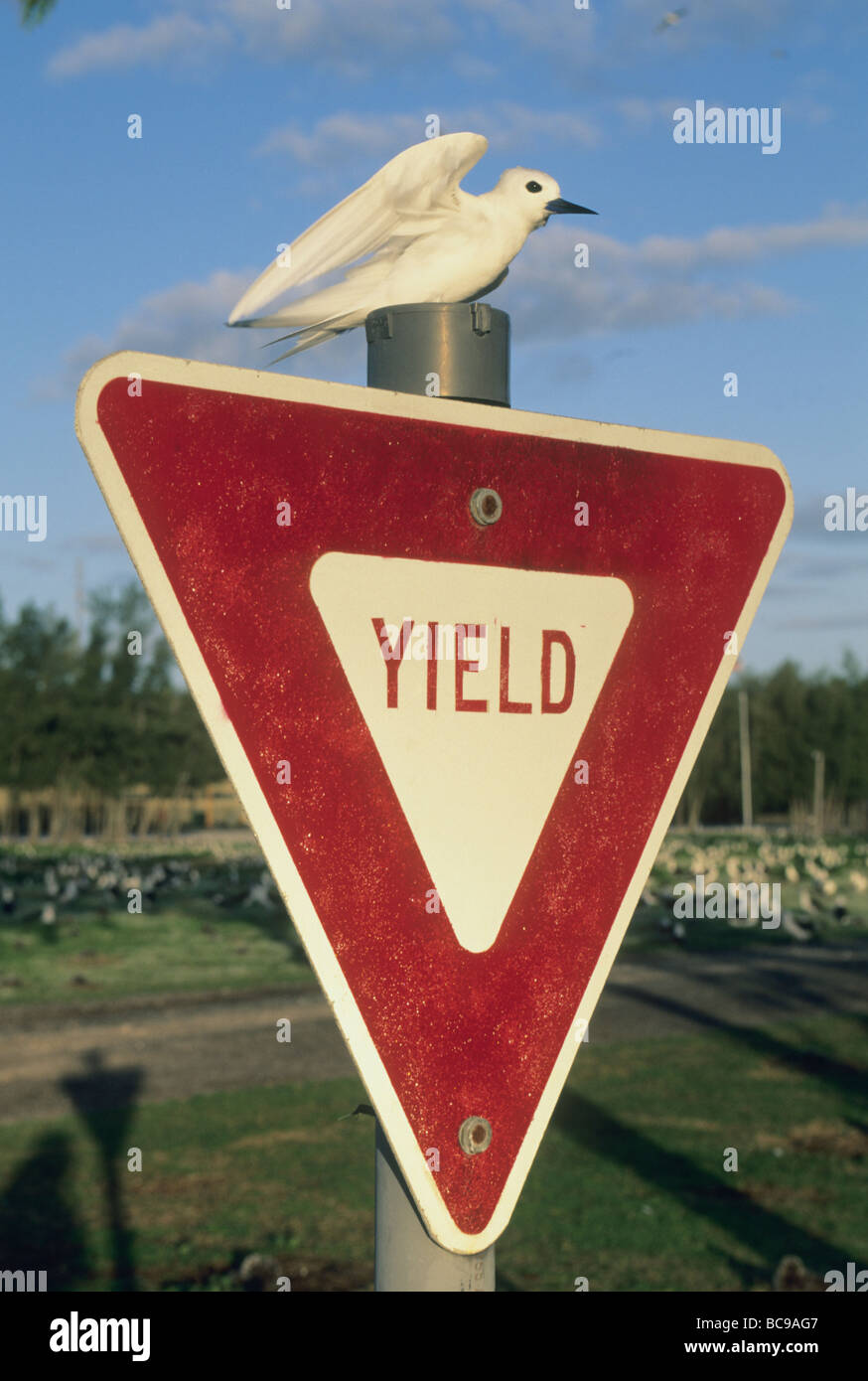 Common Fairy Tern (Gygis alba) USA, NW Hawaiian Islands, Midway Atoll ...