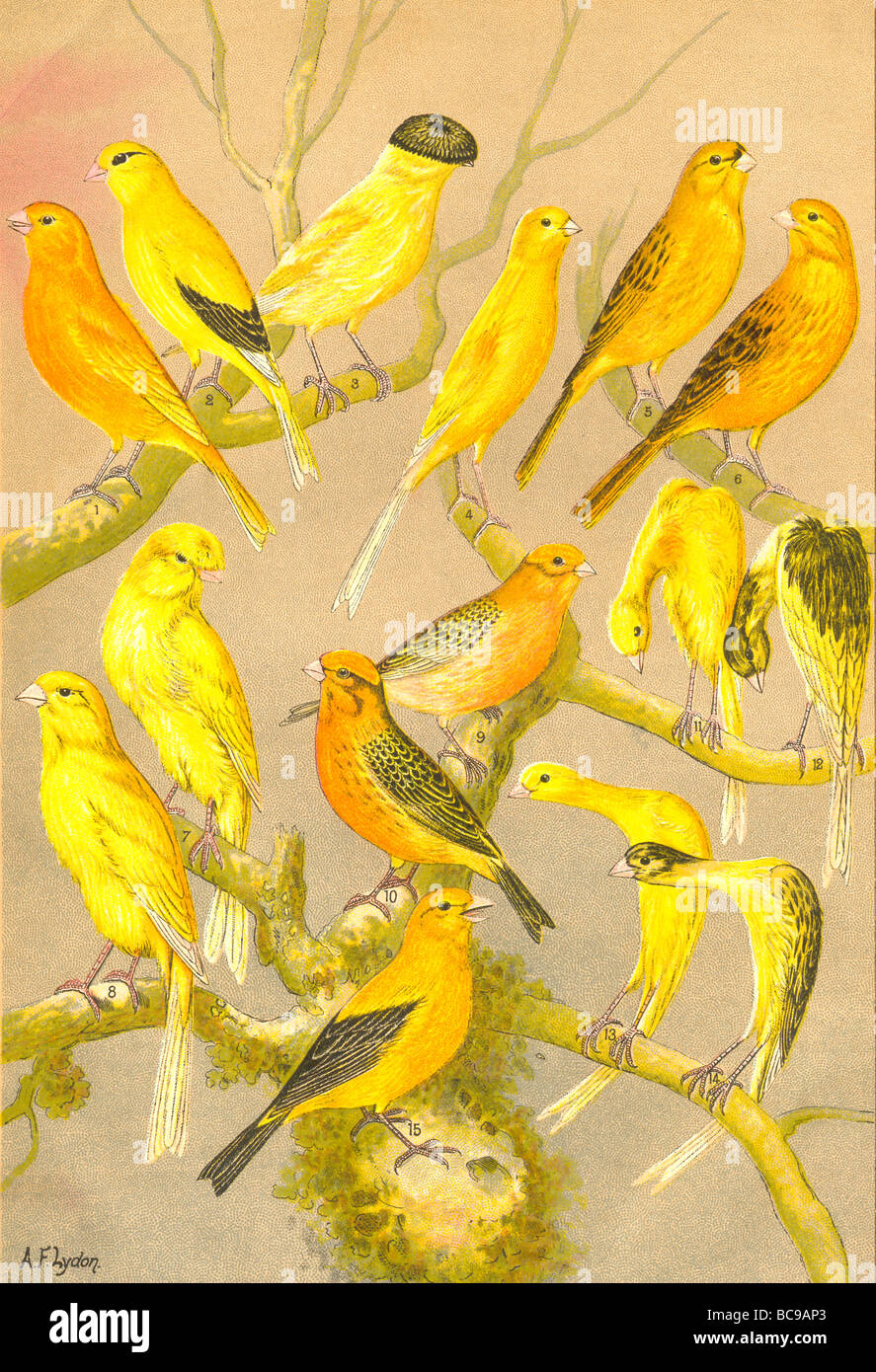 Victorian chromolithograph of Canaries published in the Boy's Own Paper ...