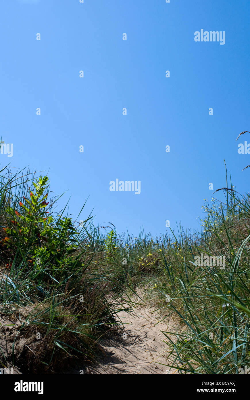 path through sand dunes with blue sky Stock Photo - Alamy