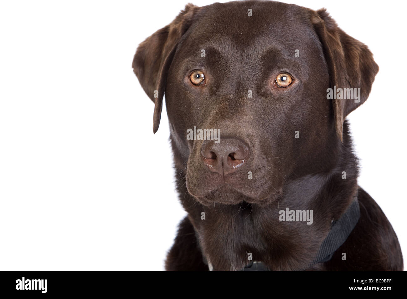 Chocolate labrador hi-res stock photography and images - Alamy