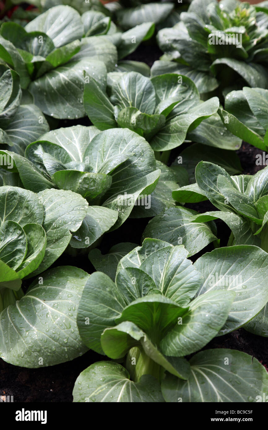 Cabbages growing hi-res stock photography and images - Alamy