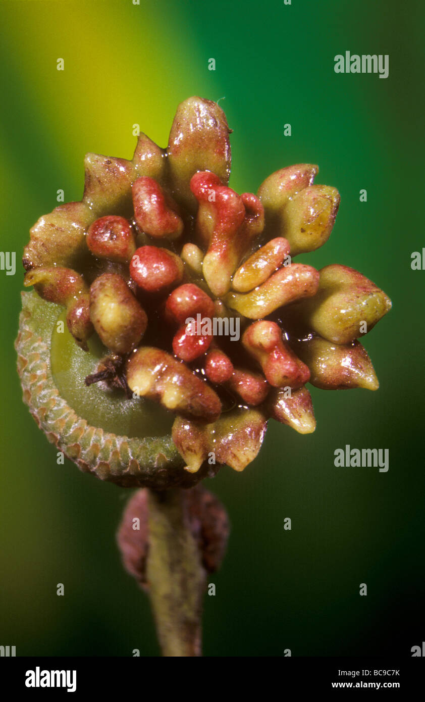 Oak tree (Quercus robur) infected with Knopper Gall caused by the ...