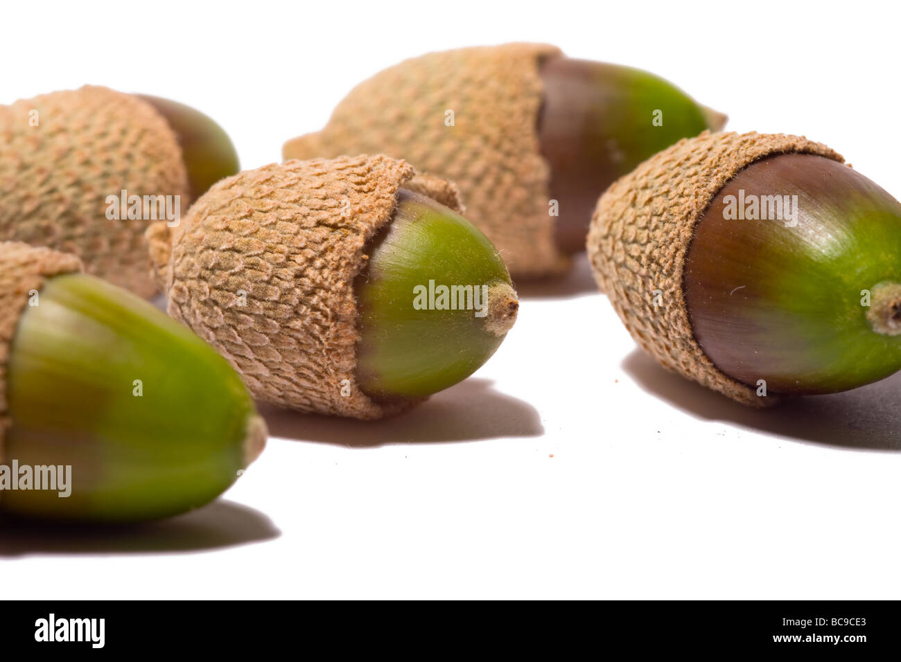 Acorns on white background hi-res stock photography and images - Alamy
