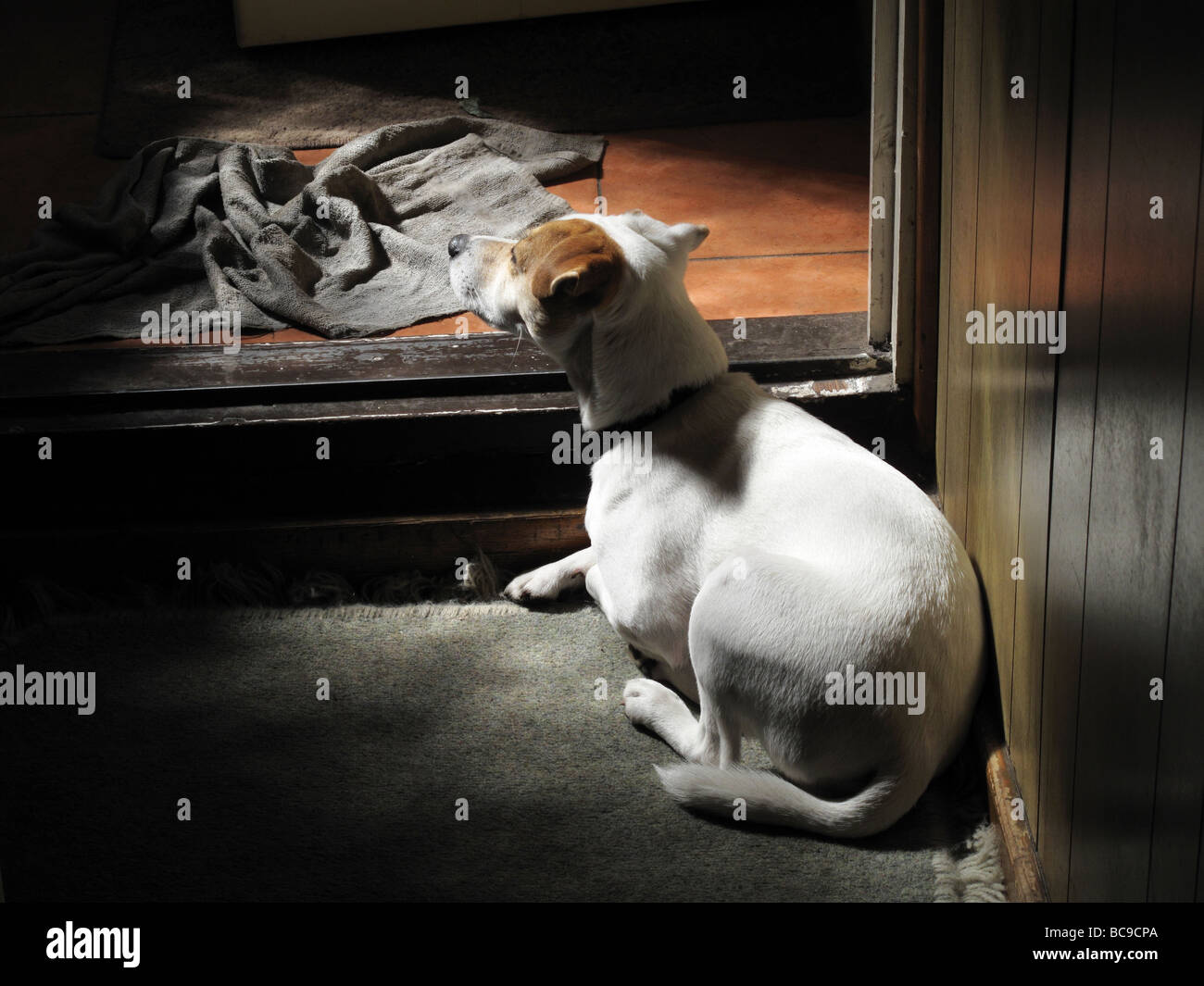 Jack Russell waiting for his master or the postman sitting on doormat ...