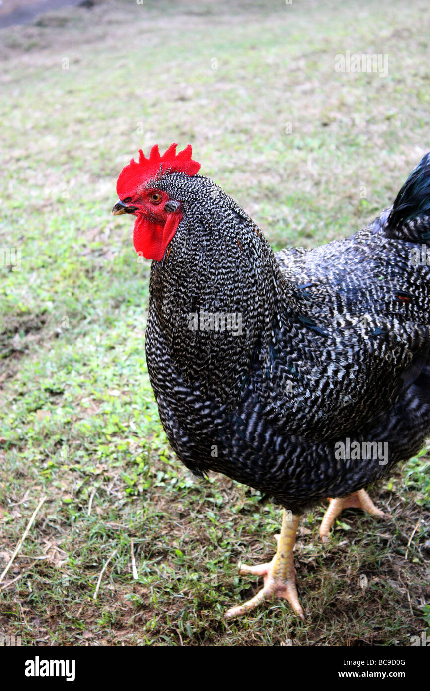 BLACK ROOSTER LOOKING FOR FOOD HORIZONTAL BDA11255 Stock Photo - Alamy