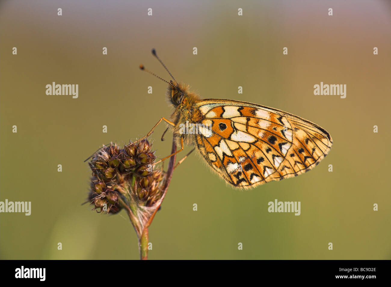 Pearl border fritillary butterfly hi-res stock photography and images ...