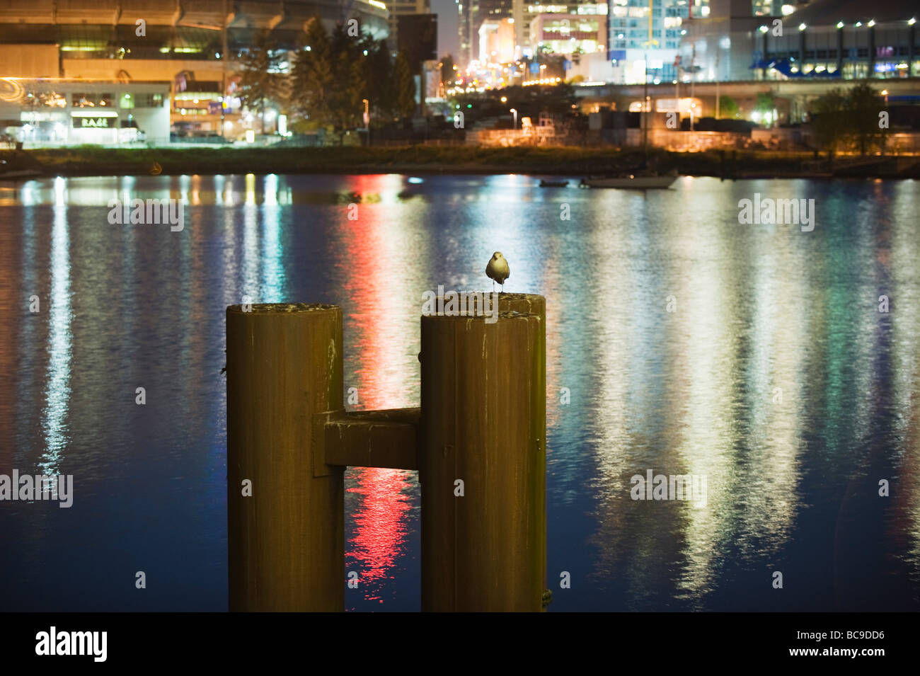 a seagull in False Creek Vancouver British Columbia Canada Stock Photo ...