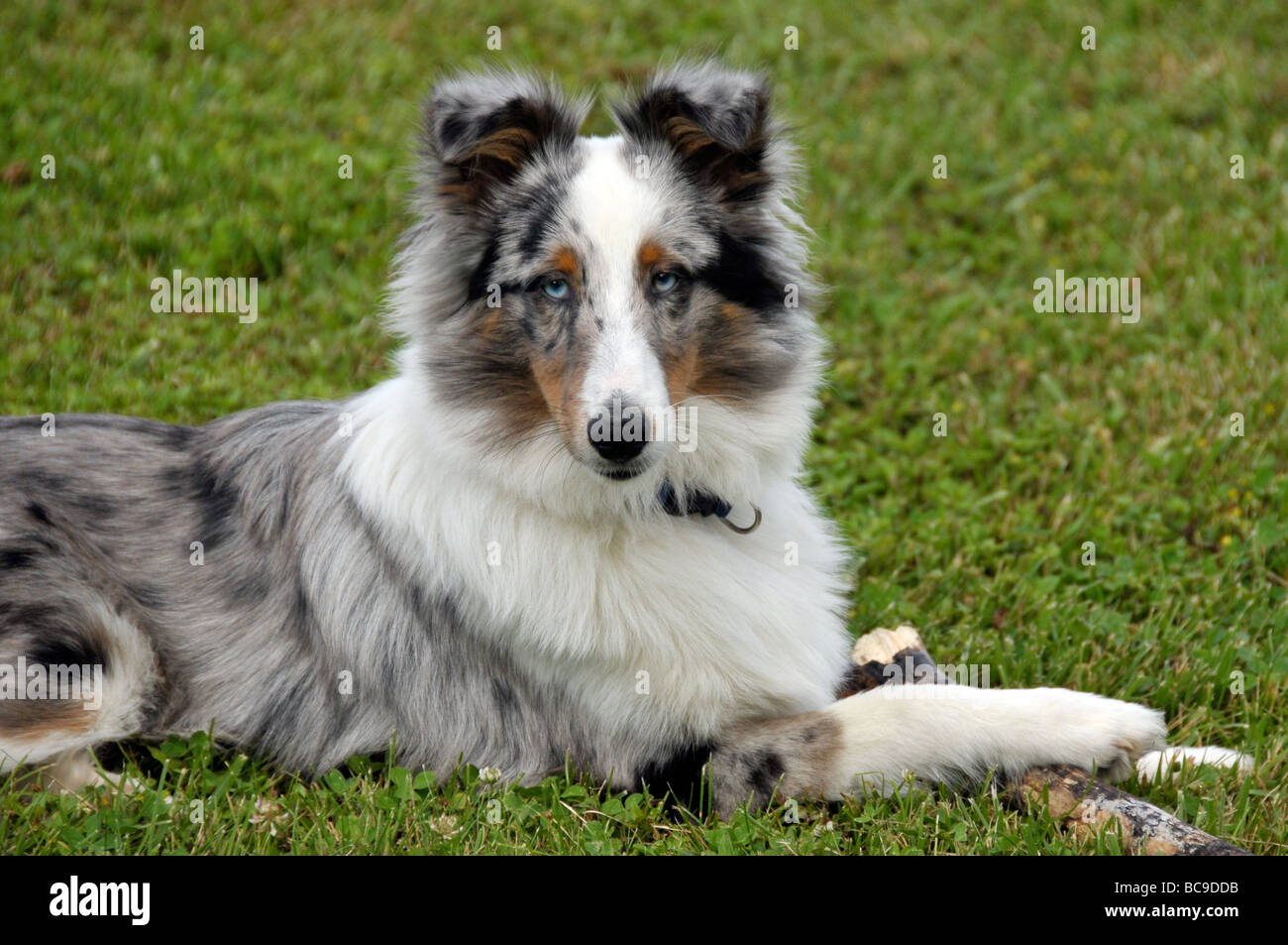 Portrait of Sheltie puppy playing with stick Stock Photo - Alamy