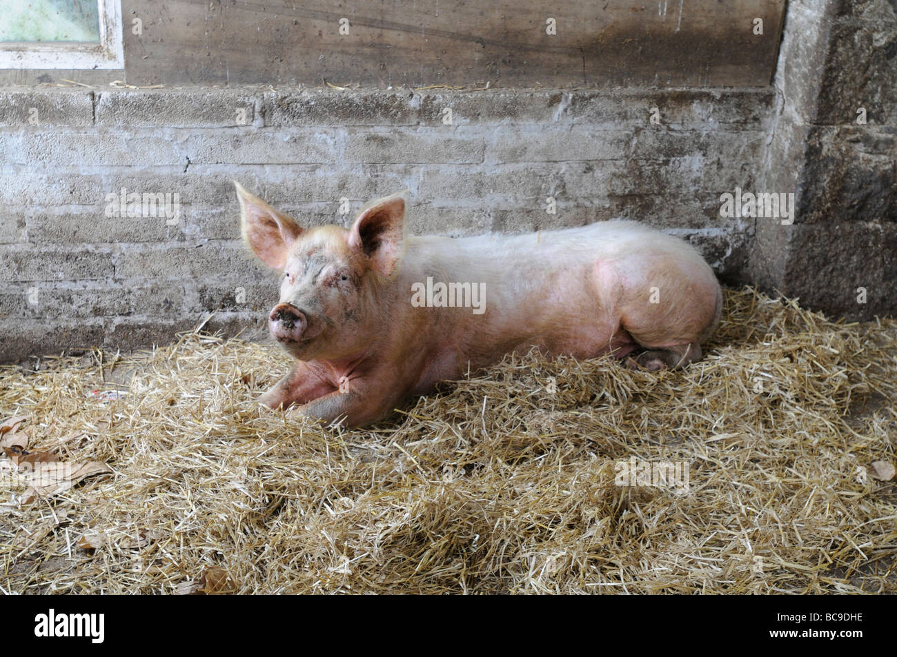 Pig pose hi-res stock photography and images - Alamy