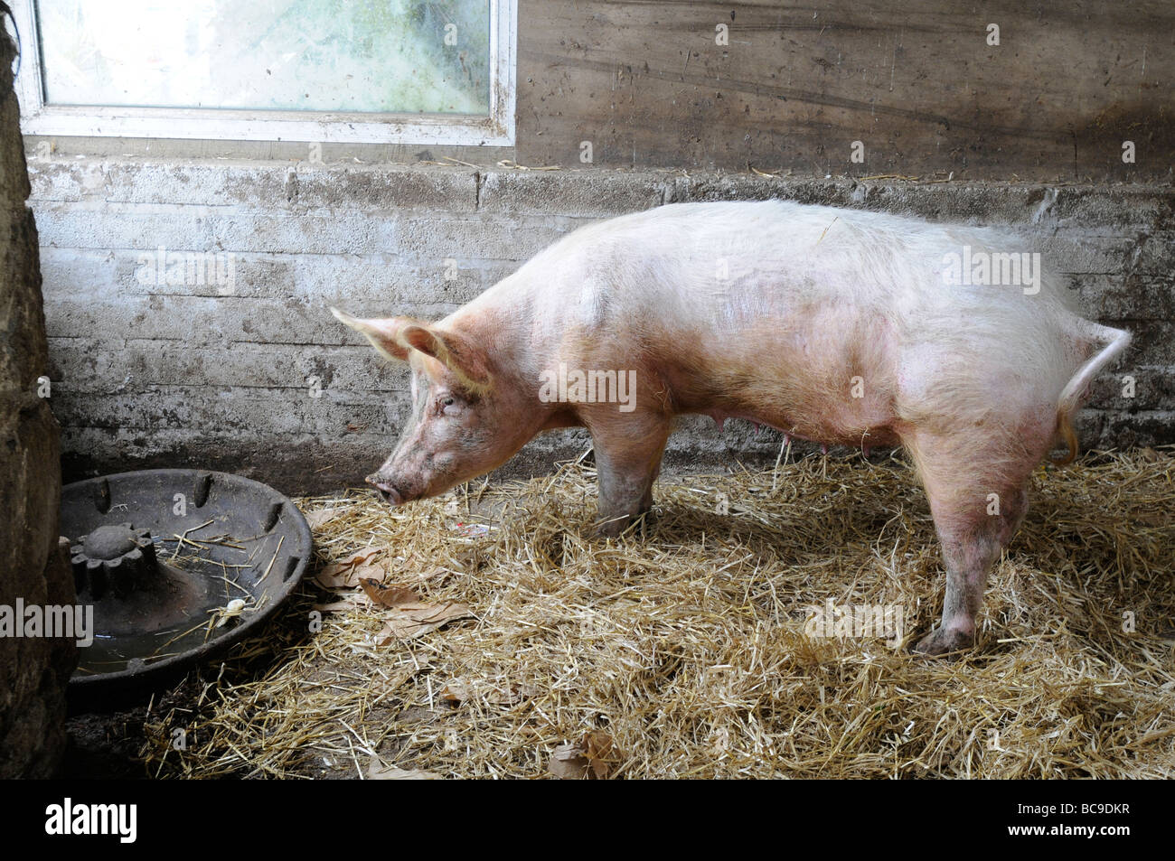 Pig sty hi-res stock photography and images - Alamy