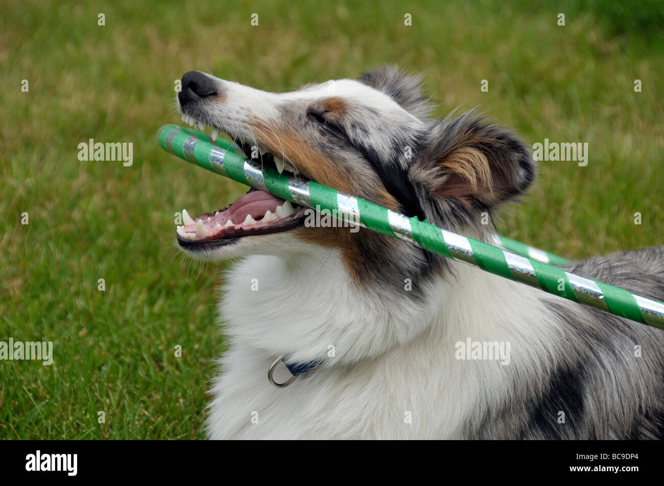 Sheltie puppy playing with hoola hoop Stock Photo - Alamy