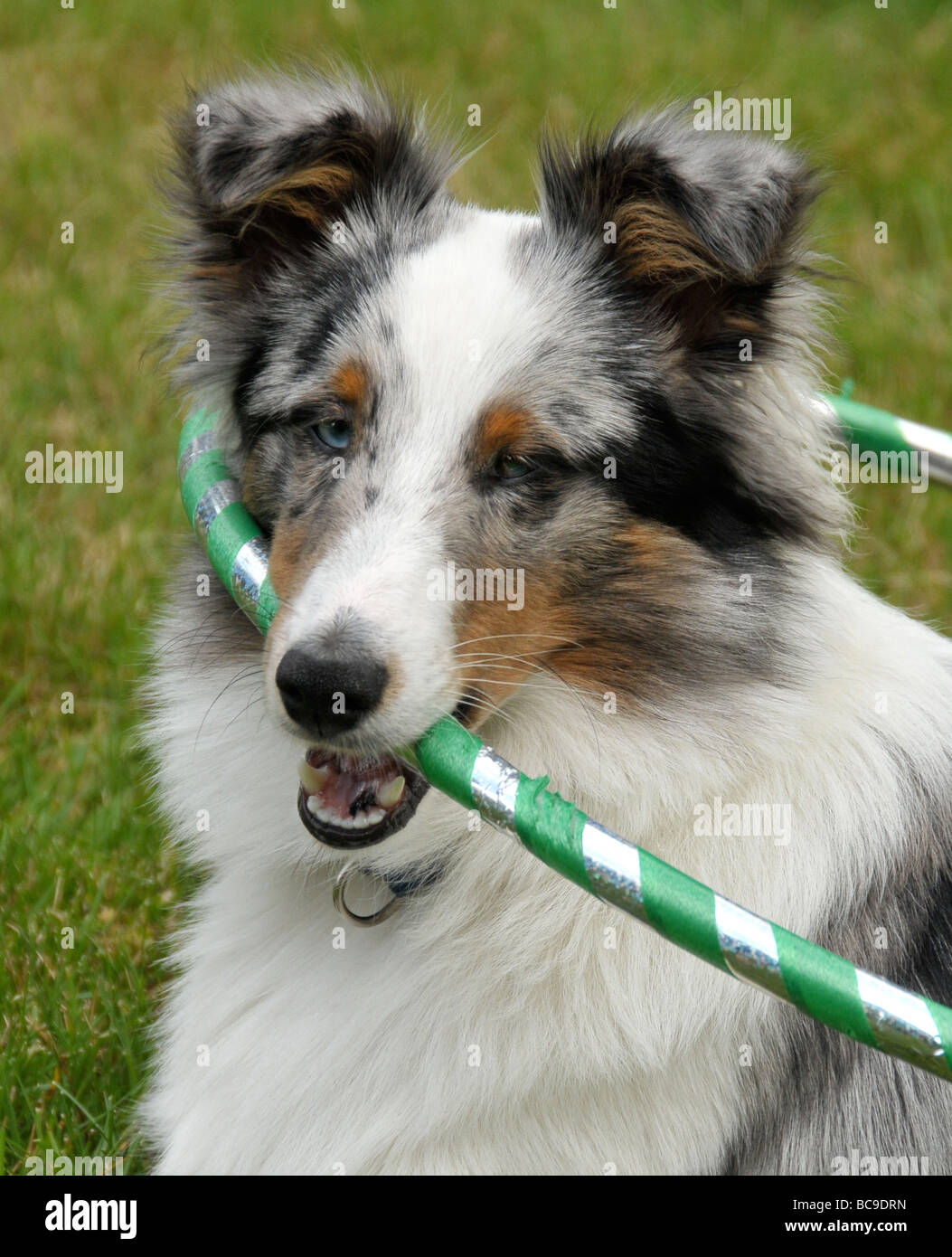 Sheltie puppy playing with hoola hoop Stock Photo - Alamy