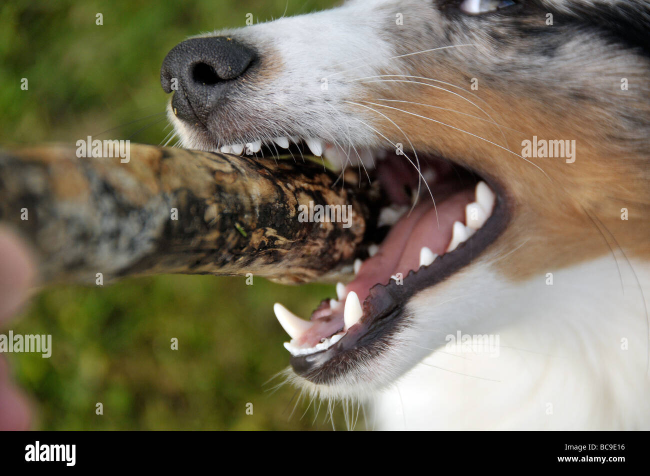 Sheltie puppy playing with stick Stock Photo - Alamy