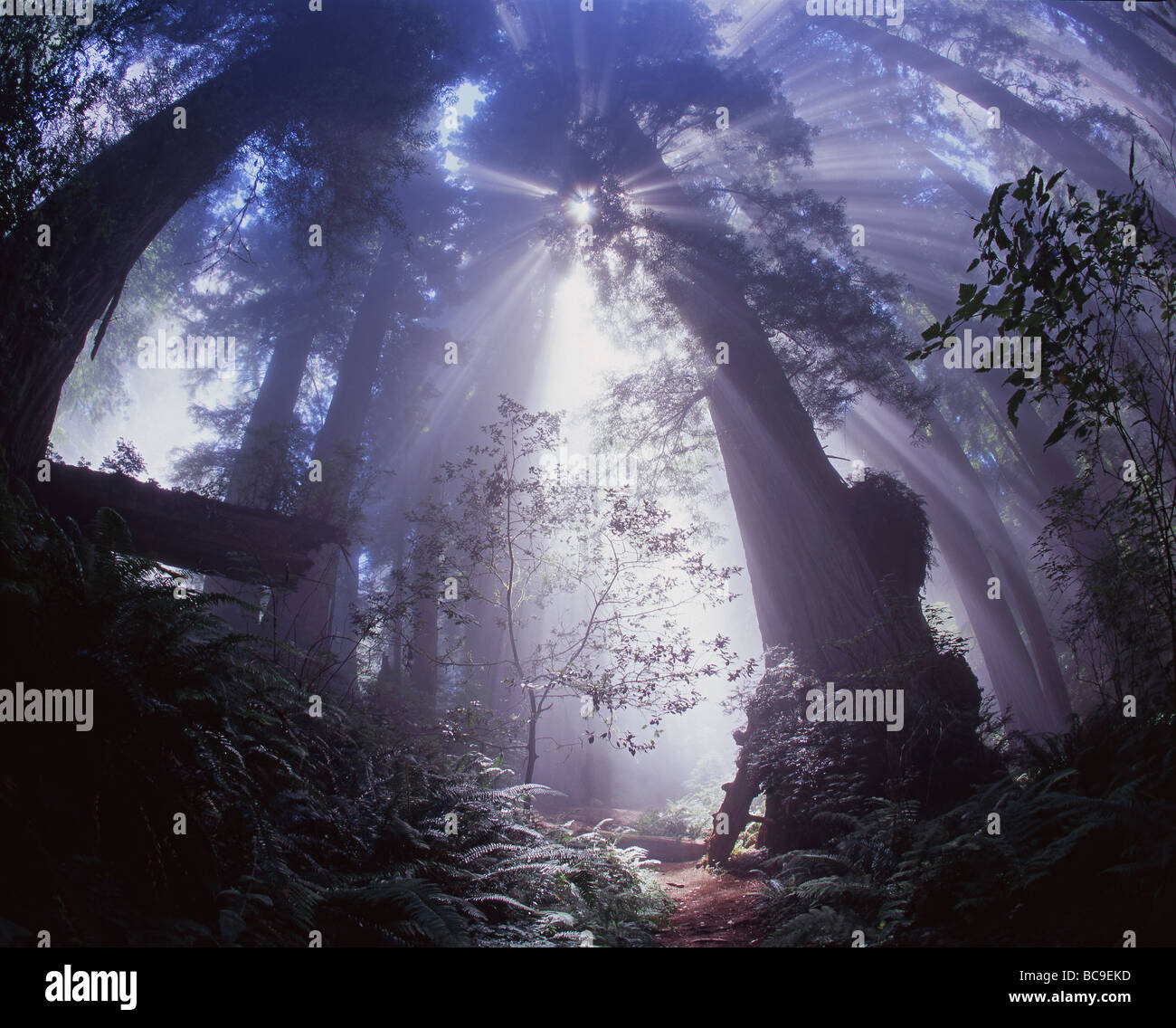 Sun rays shines through redwood trees in a forrest Stock Photo - Alamy