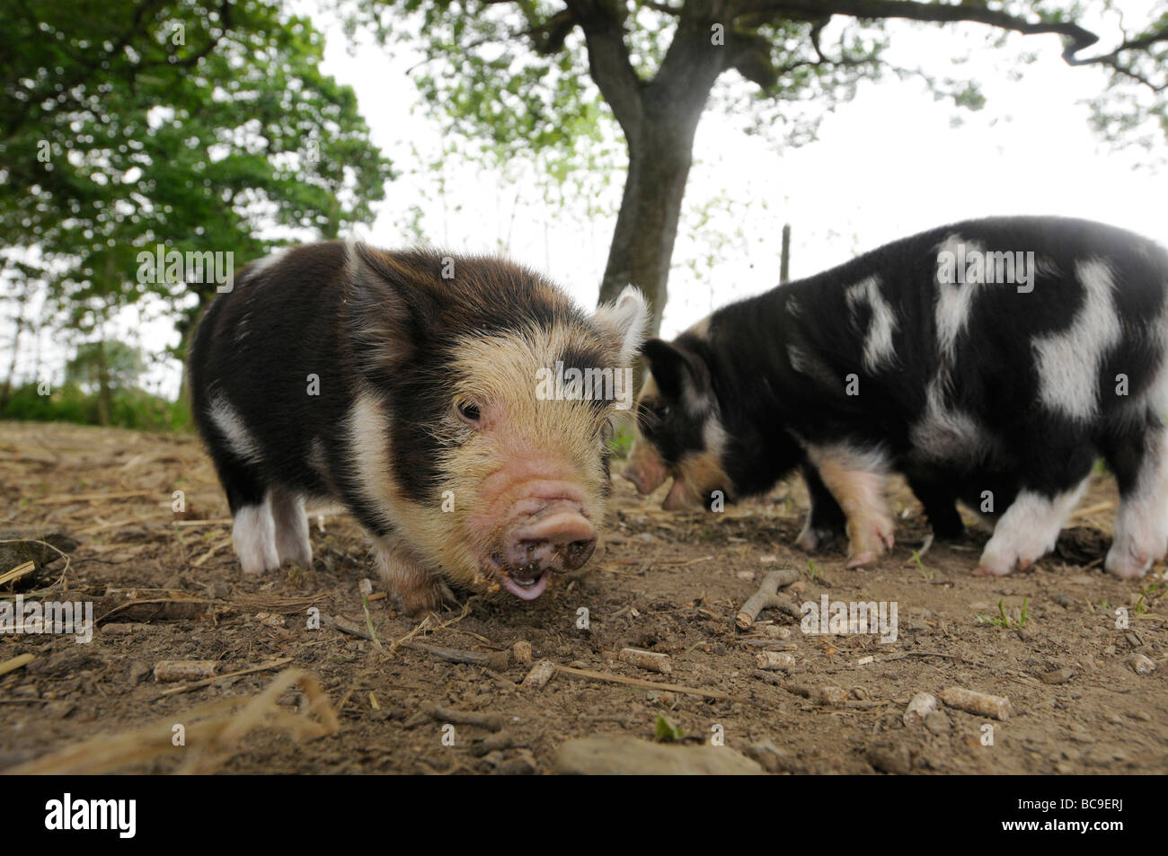 Kune Kune piglets on a Cornish farm Stock Photo - Alamy
