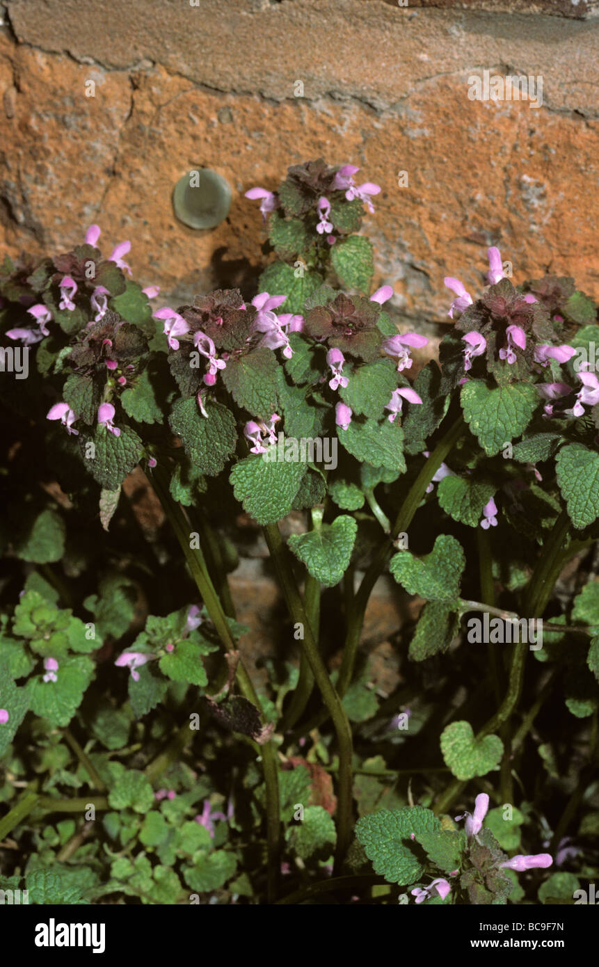 Red Dead nettle Lamium purpureum Lamiaceae UK Stock Photo - Alamy