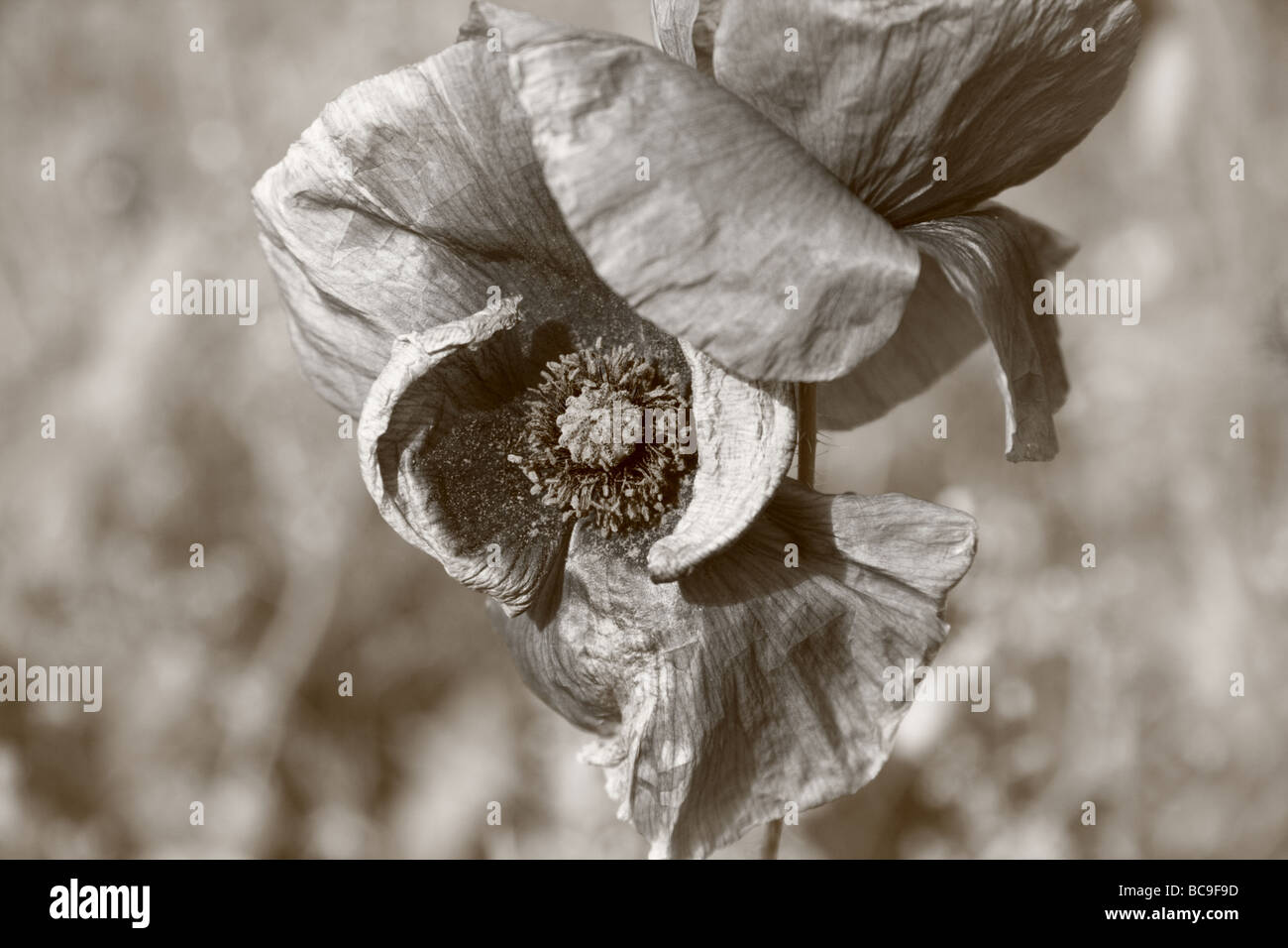 Brighton poppies hi-res stock photography and images - Alamy