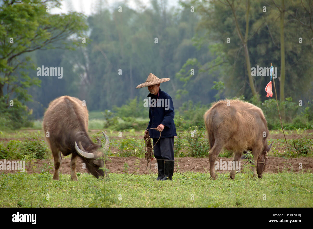 Buffalo husbandry hi-res stock photography and images - Alamy