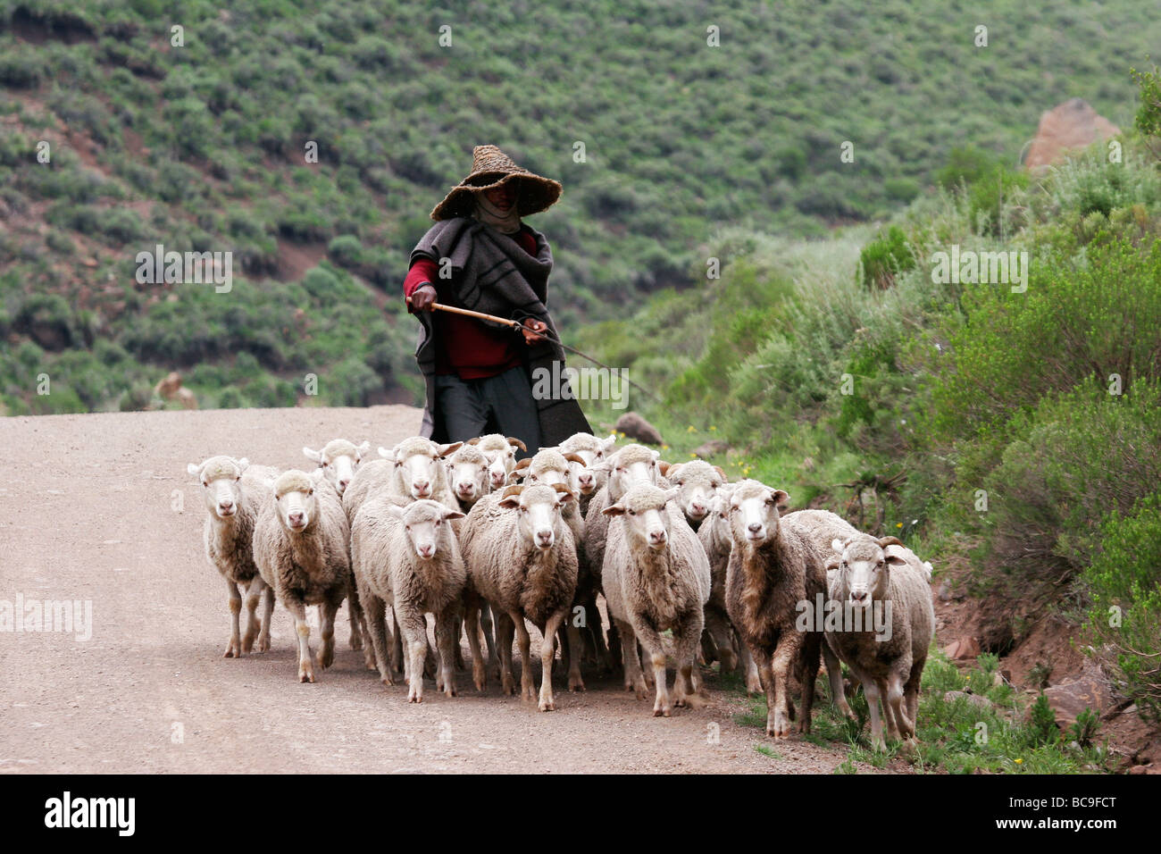 Shepherd lesotho sheep hi-res stock photography and images - Alamy